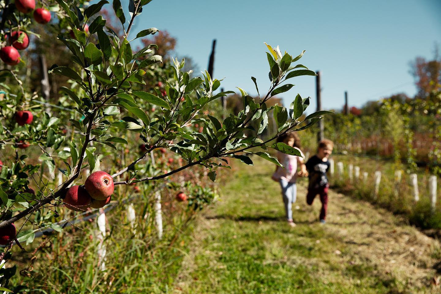 8 Best Apple Orchards in Upstate NY - Red Cottage
