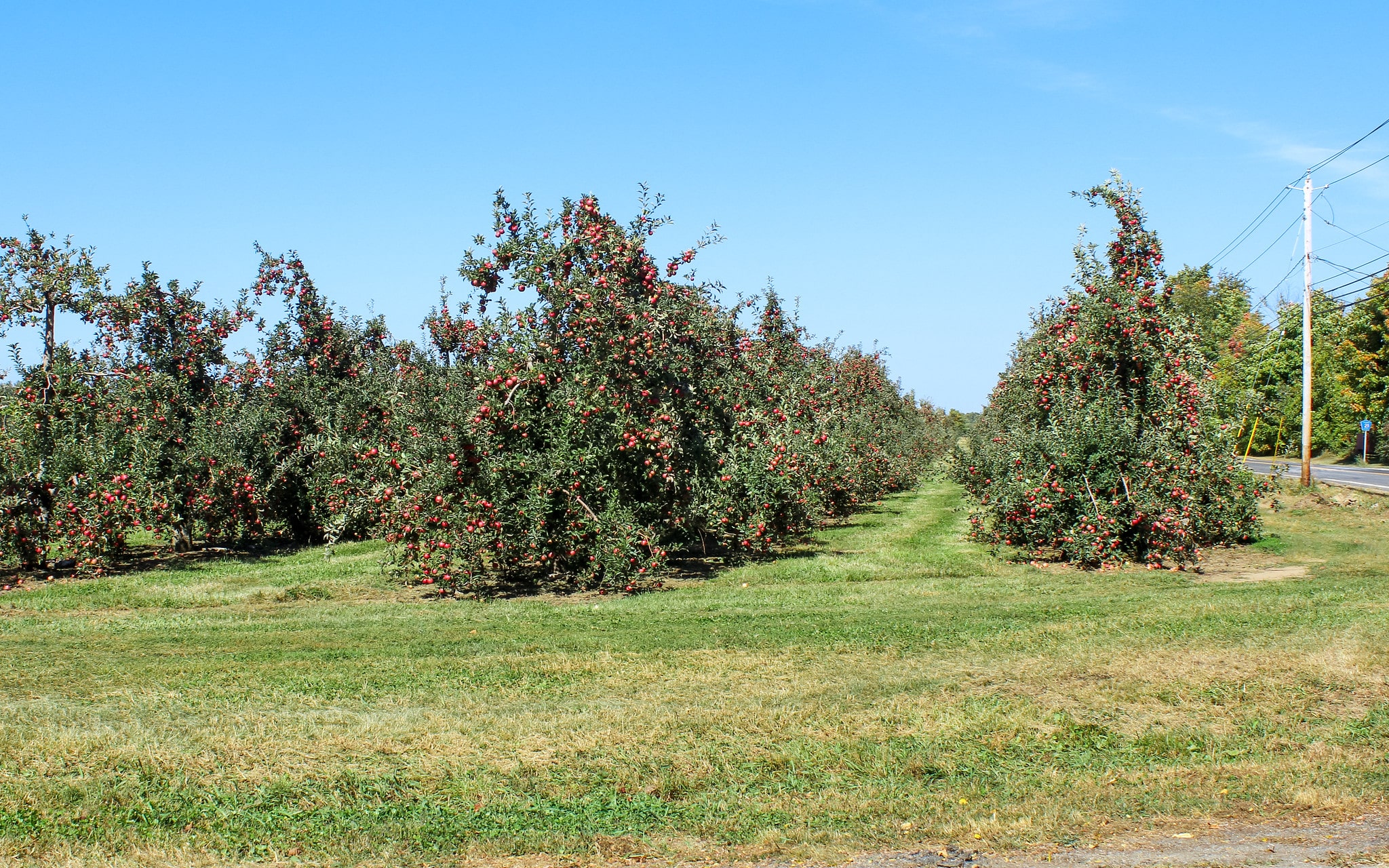 8 Best Apple Orchards in Upstate NY - Red Cottage