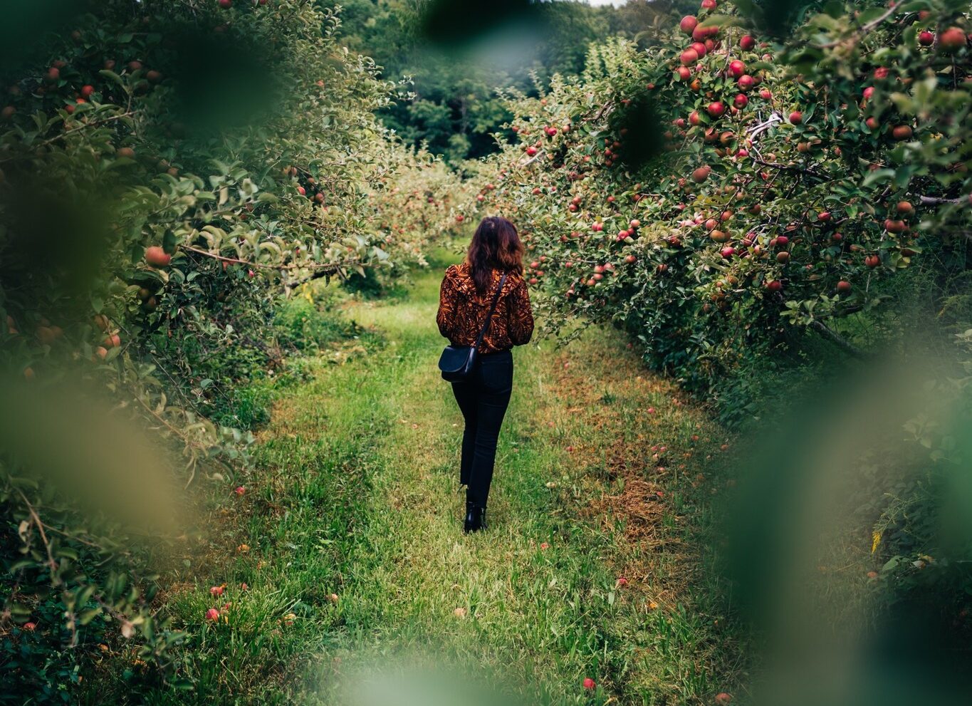 8 Best Apple Orchards in Upstate NY - Red Cottage